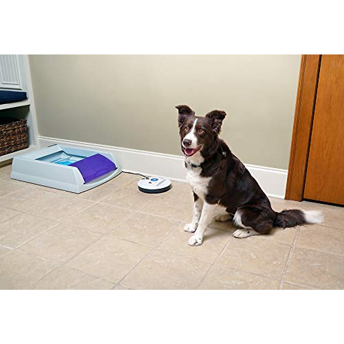 PetSafe Indoor Radio Fence for Cats and Dogs, Transmitter Only, Adjustable Range Up to 10 feet Radius, Tone and Static Correction - From The Parent Company of INVISIBLE FENCE Brand