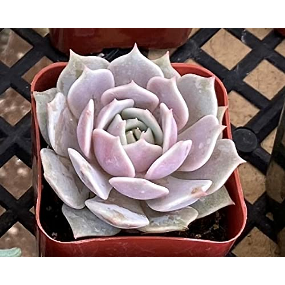 2in Echeveria Lola, 1 Pack Live Mini Succulent Plant Fully Rooted in Pots with Soil Mix, Real House Plant for Indoor Outdoor Home Office Wedding Decoration DIY Projects Party Favor Gift