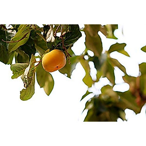 Fresh Persimmons- 5LBS