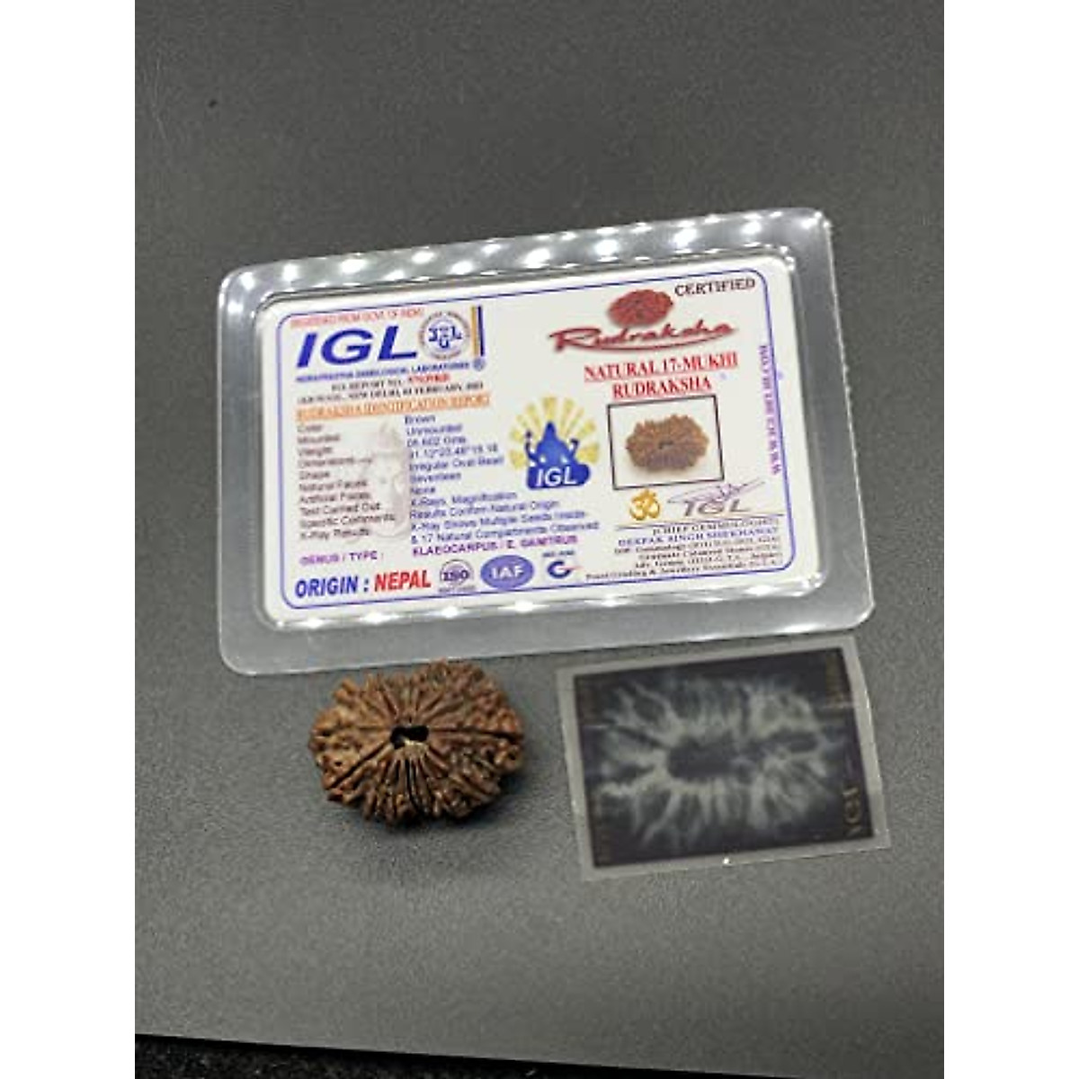 17 Mukhi Rudraksha from Nepal Natural Bead 31.12mm 5.60Gms IGL Certified Exact Bead