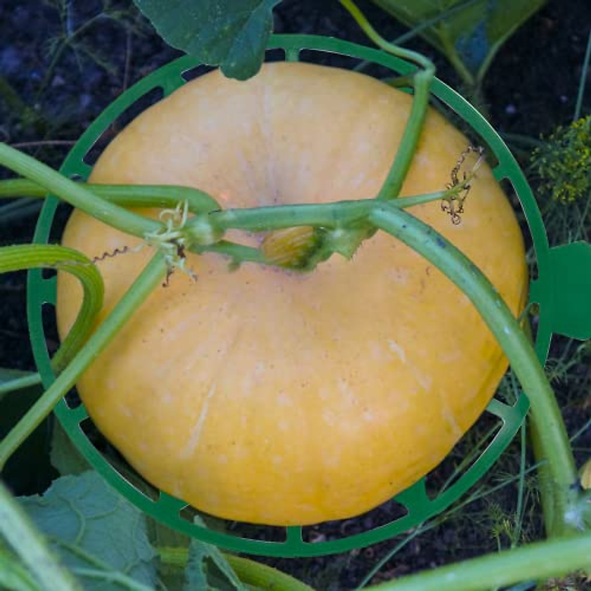 MingQiEven 6 Pack Melon Cradle Garden Plant Plastic Support for Protecting Watermelon, Pumpkin, Cantaloupe