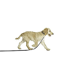 COA Puppy Training Line