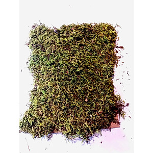 Living Mixed Moss Perfect for terrariums, Bonsai and kokedamas 9"x12" Sheet