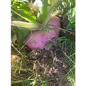 David's Garden Seeds Turnip Purple Top White Globe FBA-7735 (Multi) 200 Non-GMO, Heirloom Seeds