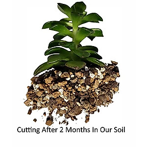 Succulent & Cactus Soil Mix - Premium Pre-Mixed Fast Draining Blend (2.5 Dry Quarts)
