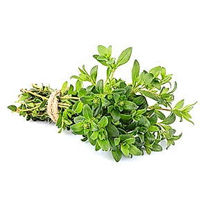 Common Thyme Seeds for Planting, 1000+ Seeds Per Packet, (Isla's Garden Seeds), Non GMO & Heirloom Seeds, Botanical Name: Thymus vulgaris, Great Herb Garden Seeds