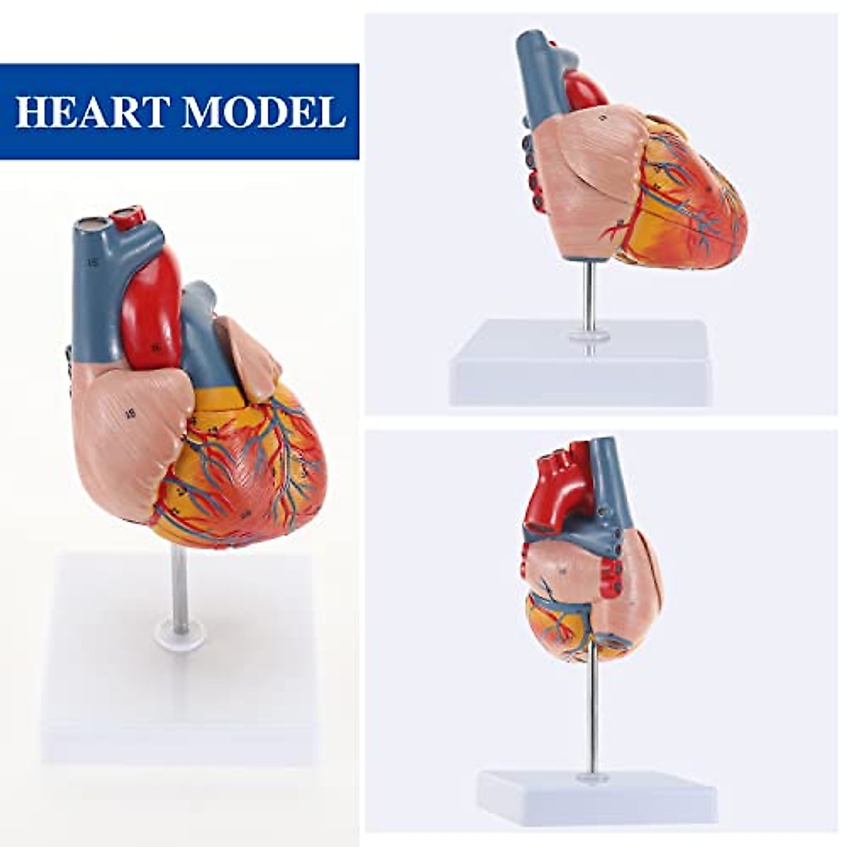 ASINTOD Human Heart Model, 2-Part Life Size Cardiac Anatomical Model, 48 Accurate Numbered Anatomical Structures with Number Manual, Magnets, Display Base