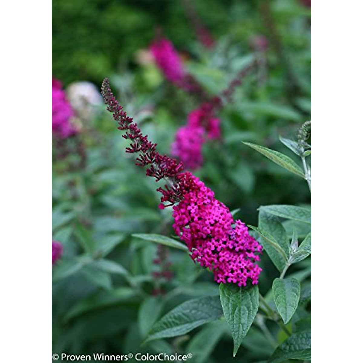 Miss Molly Butterfly Bush (Buddleia) Live Shrub, Deep Pink Flowers, 4.5 in. Quart