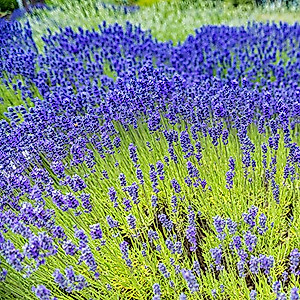 Outsidepride Lavandula Angustifolia Lavender Munstead Fragrant Herb Garden Plant Seed - 2000 Seeds