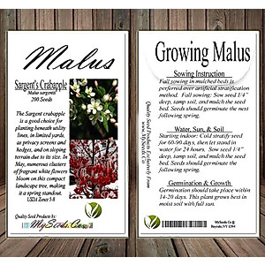 Malus sargentii (Sargent's Crabapple) Tree Seed, Fragrant White Flowers, Small, Dark red, Persistent Fruits, You Choose The Quantity (1 Pack)