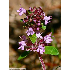 Seeds Common English Thyme Herbs for Planting Non GMO 500 Seeds