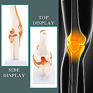 RONTEN Anatomical Knee Model, Flexible 1:1 Scientific Life Size Human Knee Model with Ligament, Teaching Tool for for Doctors Office Educational Anatomy Tool