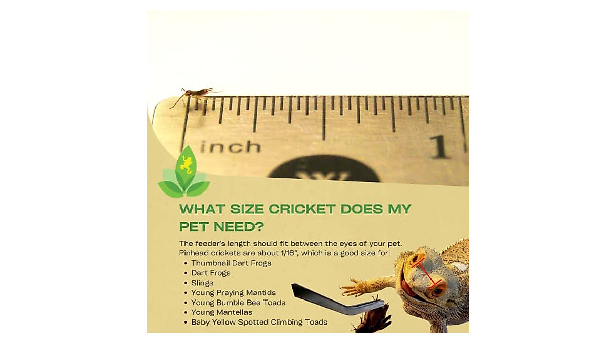 Pinhead Banded Crickets - Live Feeders for Your Pets