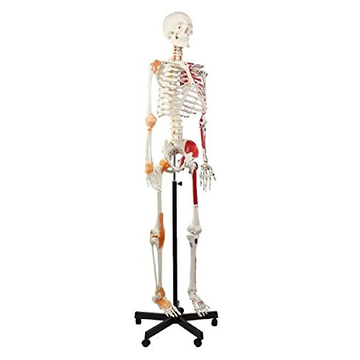 Wellden Product Anatomical Human Muscular Skeleton Model, w/Ligament, Numbered, Life Size 170cm