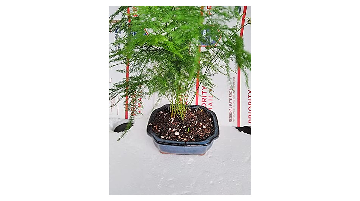 Jmbamboo Asparagus Fern - Easy Care Houseplant