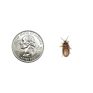 25 Small Dubia Roaches by DubiaRoaches.com