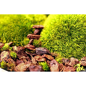 SuperMoss (23114) Orchid Potting Bark, Natural, 4 quarts