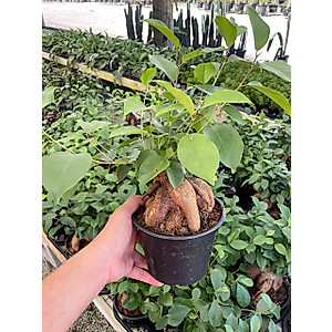 BubbleBlooms Ficus microcarpa Chinese Banyan Bonsai Tree in a 6 inch Pot