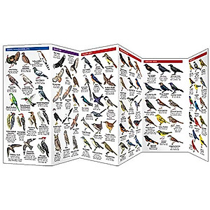 Florida Birds: A Folding Pocket Guide to Familiar Species (Nature Observation North America)