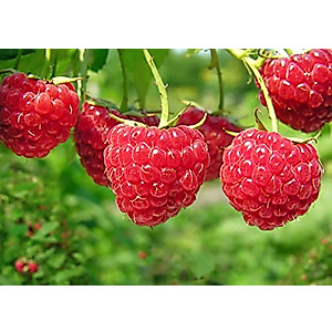 600+ Mix Fruit Seeds Combo Pack - 6 Variety Non-GMO Heirloom and Organic, Strawberry Seeds Raspberry Seeds Mulberry Seeds Apple Seeds Orange Seeds Blueberry Seeds for Planting Home Garden