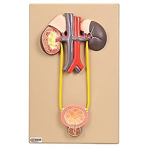 Eisco Labs Urinary Organs - Kidney with Bladder Model, 15" x 9" Approx.