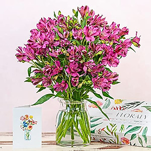 QAUZUY GARDEN Mixed Peruvian Lily Seeds 25 Premium Seeds, Lily of The Incas, Princess Lily, Alstroemeria Seeds - Perennial Showy Splendid Vase Flower - Striking Flower Seeds