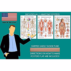 Human Body Anatomy Laminated 3 Poster Set Includes Skeletal System Muscular System and Organs of the Human Body Medical Charts Nursing Medical Student Gifts 13"x19" Professional
