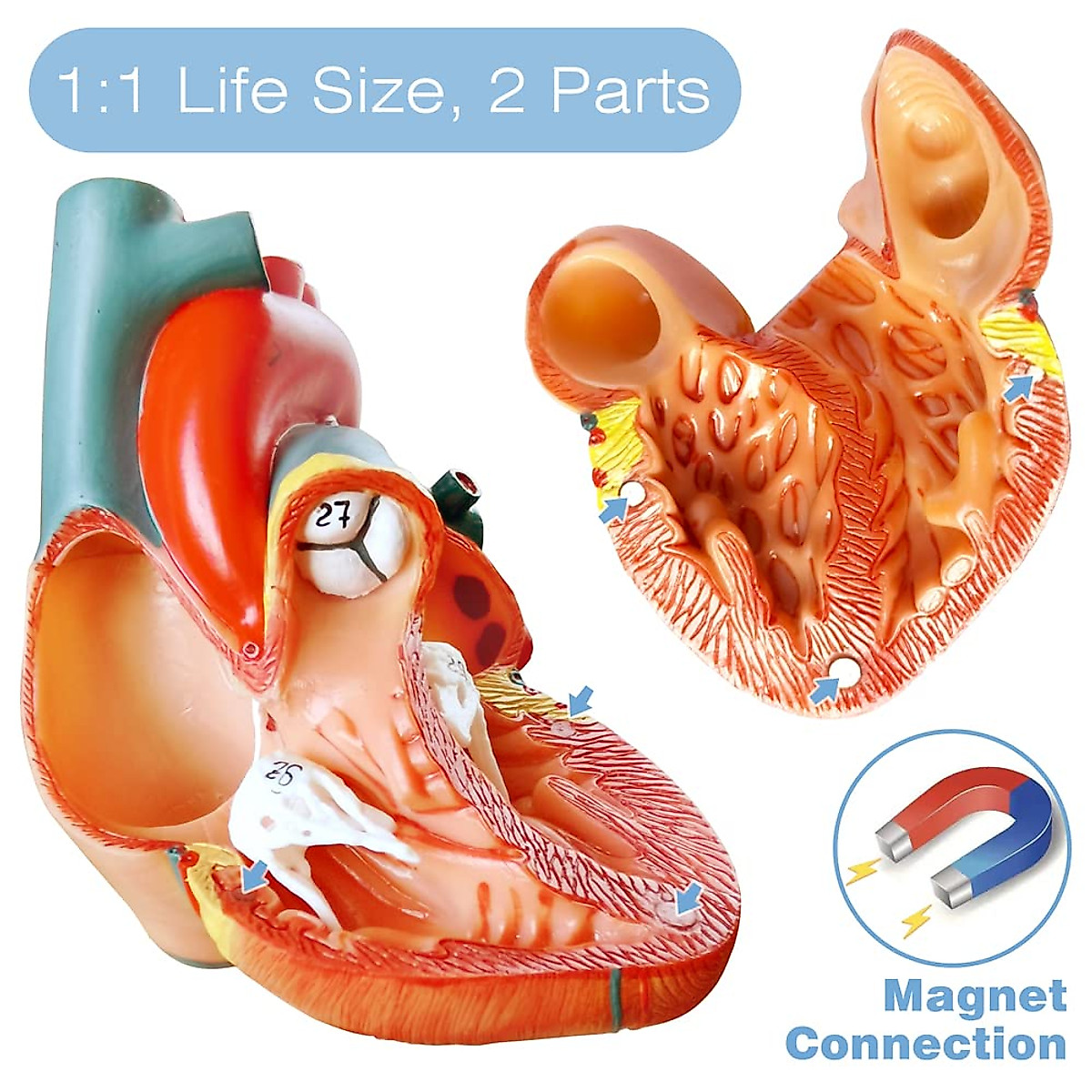 EVOTECH Human Body, Skeleton and Heart Models-Best Anatomy Model Bundle Set of 3 Hands-on 3D Model Study Tools for Medical Student or as Educational Kit for Kids