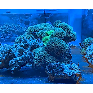 Live Coral Frag Green Star Polyp 1 inch - WWC Long Polyp/Beginner Marine Coral Reef for Saltwater Aquarium
