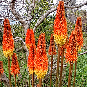 QAUZUY GARDEN 25 Seeds Dwarf Red Hot Pokers Seeds Torch Lily Flower, African Flame Flower, Devil's Poker Kniphofia Triangularis Seeds- Striking Flower for Home Garden