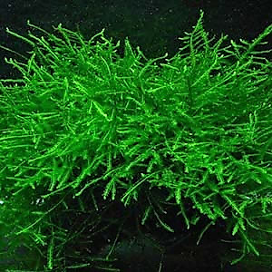 Java Moss Portion in 4 Oz Cup - Easy Live Fresh Water Aquarium Plants