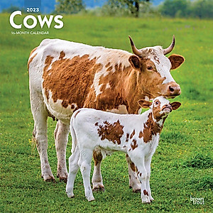 Cows | 2023 12 x 24 Inch Monthly Square Wall Calendar | BrownTrout | Domestic Farm Animals