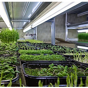 Cezoyx 10 Pack Plant Growing Trays with No Drain Holes, 15 x 11 x 2.5 Inch Garden Seed Starter Trays Hydroponics Growing Trays Nursery Tray for Seedlings, Indoor Gardening, Growing Microgreens