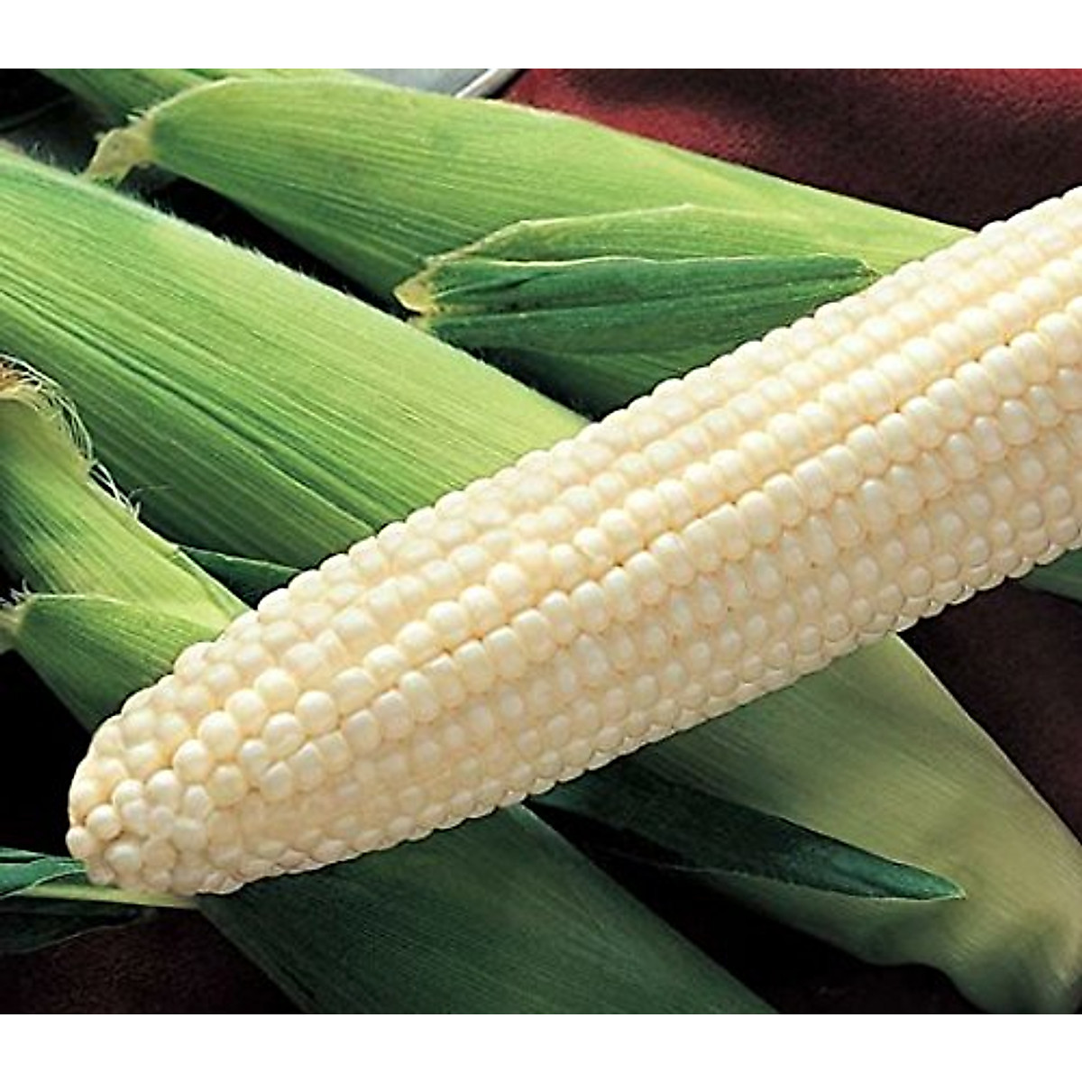 "Silver Queen" Corn Seeds for Planting, 50+ Heirloom Seeds Per Packet, (Isla's Garden Seeds), Non GMO Seeds, Botanical Name: Zea mays