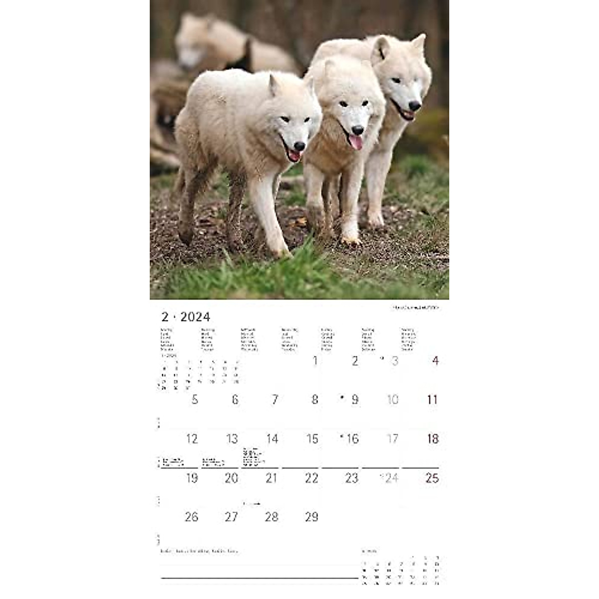 Wolves 2024 Brochure Calendar 30 x 30 cm (30 x 60 Open) Calendar with Space for Notes Wolves Picture Calendar Wall Planner Alpha Edition