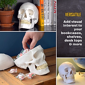Human Anatomical Skull Model, 3 Part - Medical Quality Plastic Replica - 9" Height - Removable Calvaria - Articulated Mandible - Eisco Labs