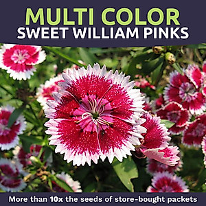 Sweet William Seeds – Mixed Colors – Extra Large Packet – Over 30,000 Open Pollinated Non-GMO Flower Seeds – Dianthus barbatus
