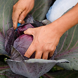 Organic Cabbage Seeds (Red Acre) - Approx 750 Seeds - Certified Organic, Non-GMO, Open Pollinated, Heirloom, USA Origin