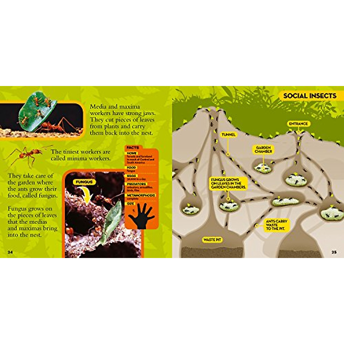 National Geographic Little Kids First Big Book of Bugs (National Geographic Little Kids First Big Books)