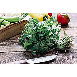 500 Organic Cilantro Seeds for Planting Outdoors or Indoors, Leisure Splits, 4.2 Grams, Giving You The Cilantro Plant You Need, Coriander Seeds, Semilla de Cilantro