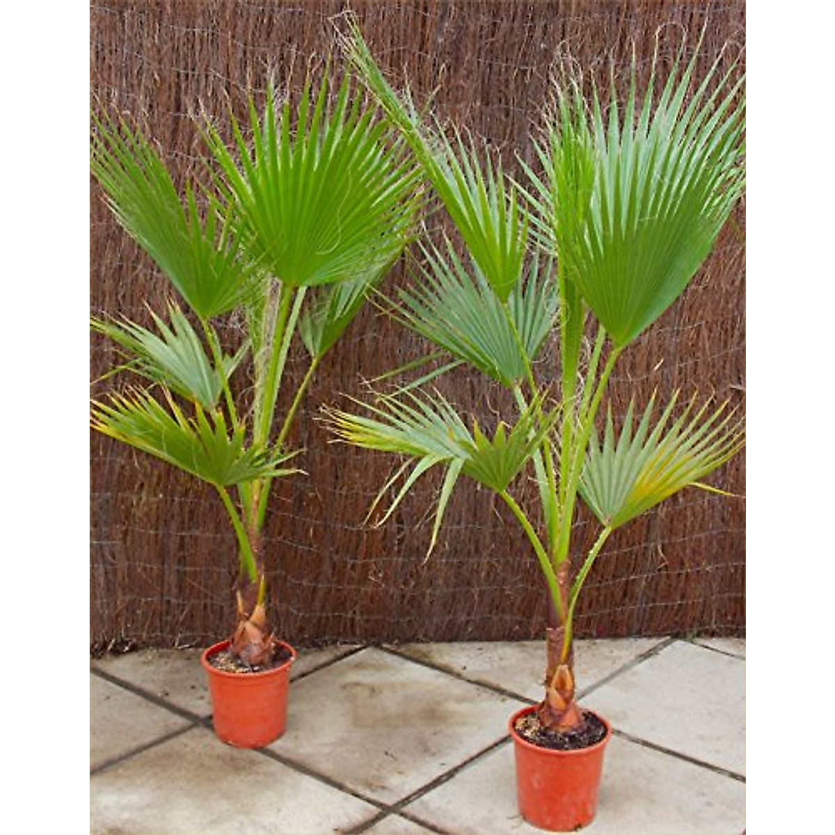 1086-Palm, Mexican Fan Tree (‎Washingtonia robusta) Seeds by Robsrareandgiantseeds UPC0764425786740 Non-GMO,Organic,USA-Grower,Bonsai, 1086 Package of 5 Seeds