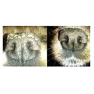 Snout Magic: 100% Organic and Natural Dog Nose Butter (2oz) - Proven to Cure Your Dog's Dry, Chapped, Cracked, and Crusty Nose