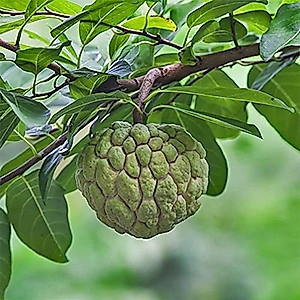 QAUZUY GARDEN Seeds - 20 Premium Custard Apple Buddha's Head Sugar Apple Sitafal Annona Cherimoya Fruit Tree Seeds, Non -GMO, Easy to Grow, Very Fresh Seeds
