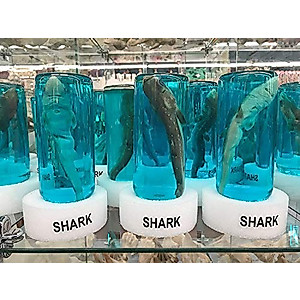 Real Shark in a Bottle Jar, Marine Specimen Taxidermy, Fishing, Jaws