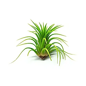 Ionantha Tillandsia Air Plants Live Indoor Plants (5PK), Air Plant Terrarium Plants Live Houseplants, Live Plants Indoor Plant Kit, Easy Care Plants for Air Plant Holder or Garden by Plants for Pets
