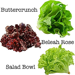 Lindsay Seed Spring Salad Mix- 10 Varieties of Lettuce, Spinach, Kale, Arugula 6000+ Seeds Non-GMO