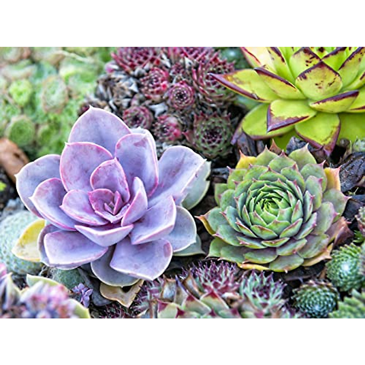 800pcs Mix Rare Succulent Seeds for Planting, DIY Bonsai Ornamental Plant, Non-GMO Open Pollinated Seeds