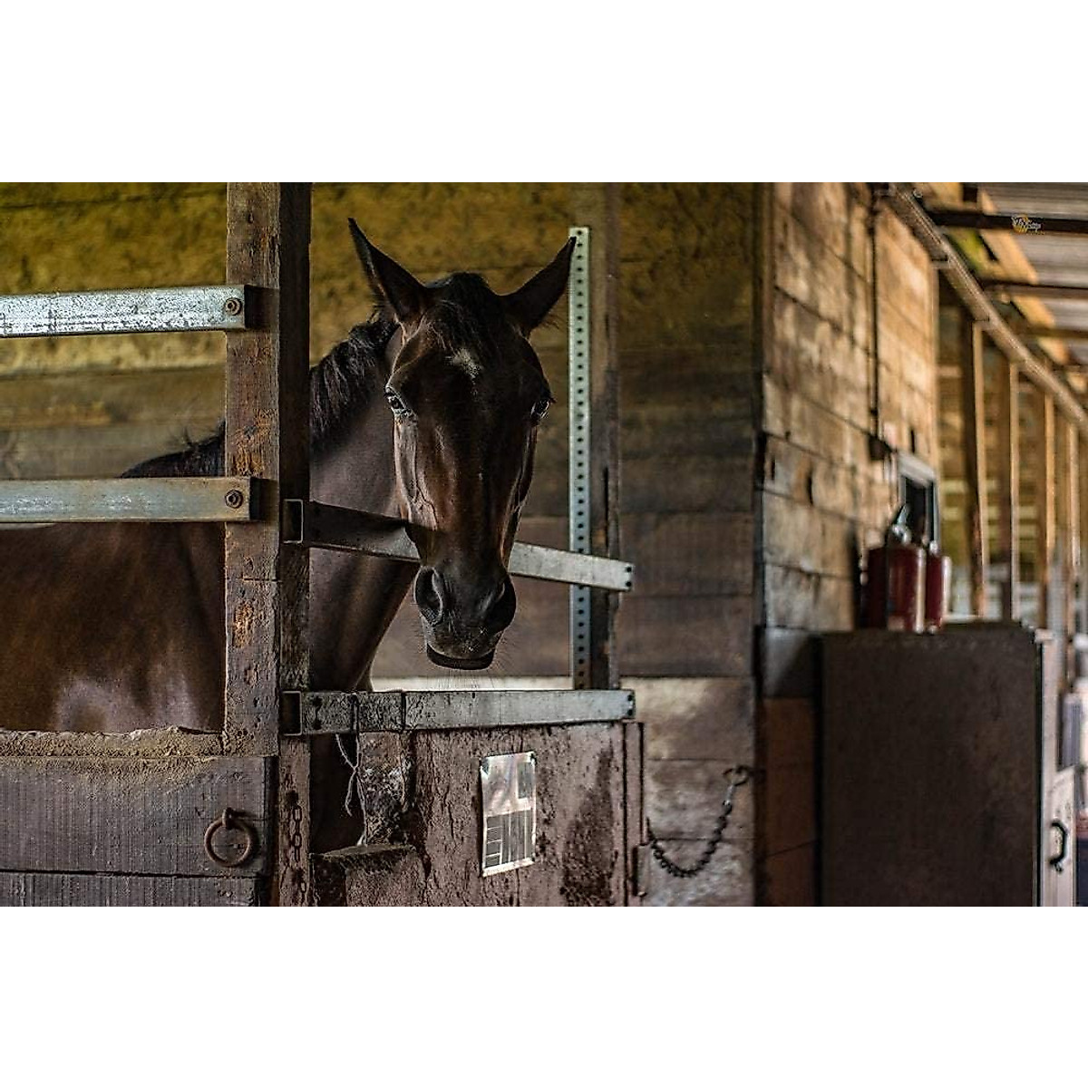 Durvet Duramectin Equine Wormer Paste - 6 Tubes