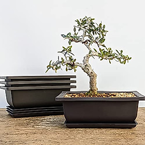 Bonsai Outlet Training Pots with Humidity Trays - Built in Mesh, Six Inch Large Planters + Made from Durable Shatter Proof Poly-Resin, Set of 3 Pot Set…