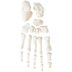 Axis Scientific Complete Disarticulated Human Skeleton Bundle, Includes 3 Part Human Skull, Life Size Bones, Articulated Hand and Foot Anatomy – Includes Detailed Product Manual
